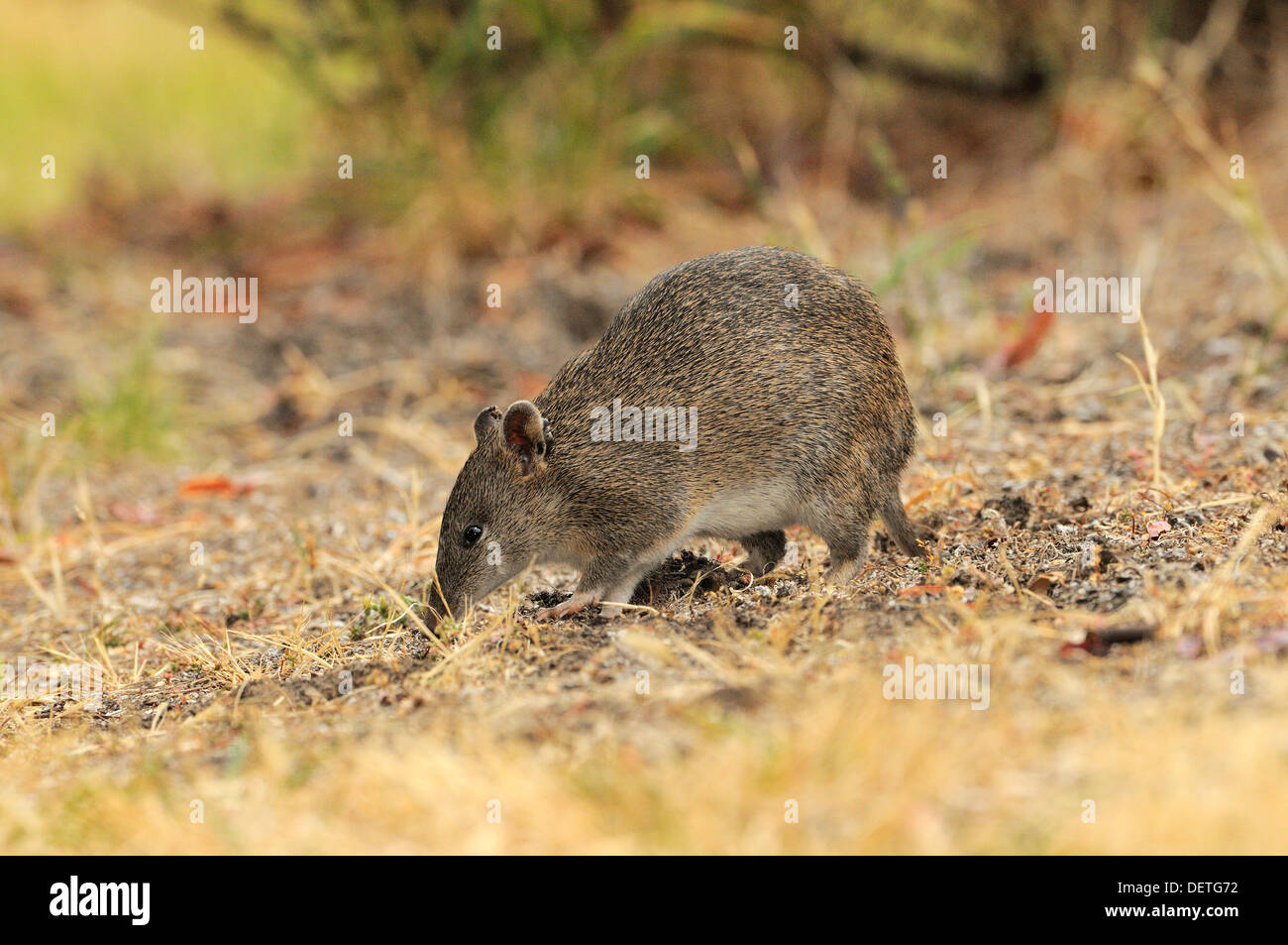 Southern Brown Bandicoot Isoodon obesulus Digging Photographed in ...