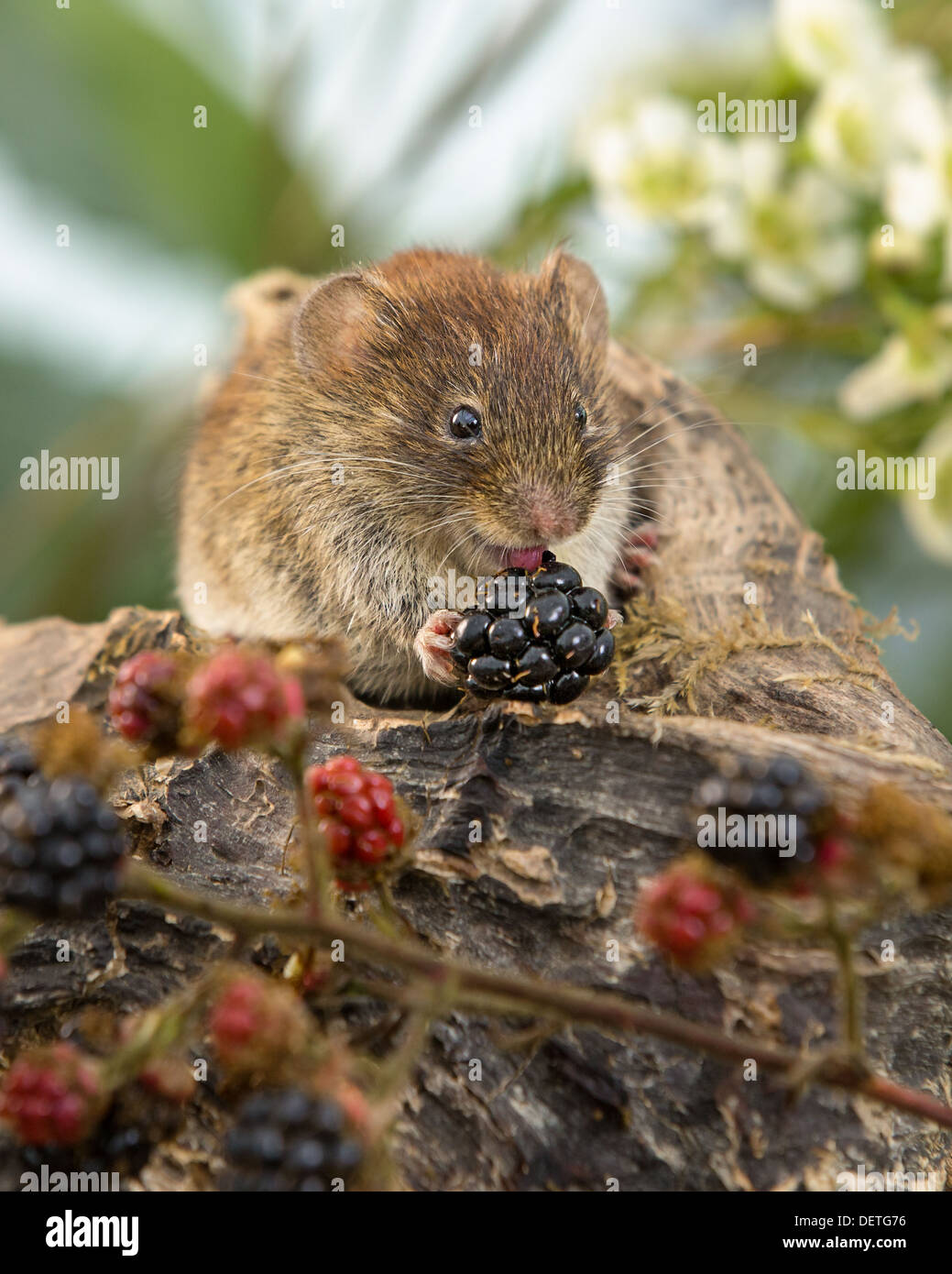 Bank vole (Myodes glareolus) feeding on blackberries in evening light ...