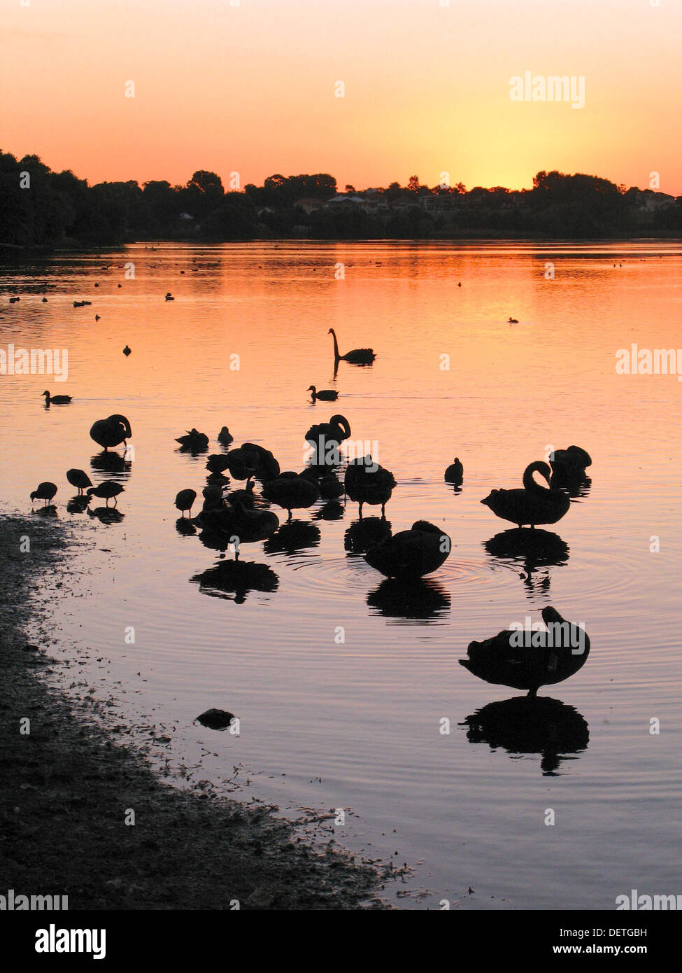 Waterfowl at sunset at Lake Monger in Perth, Western Australia Stock ...