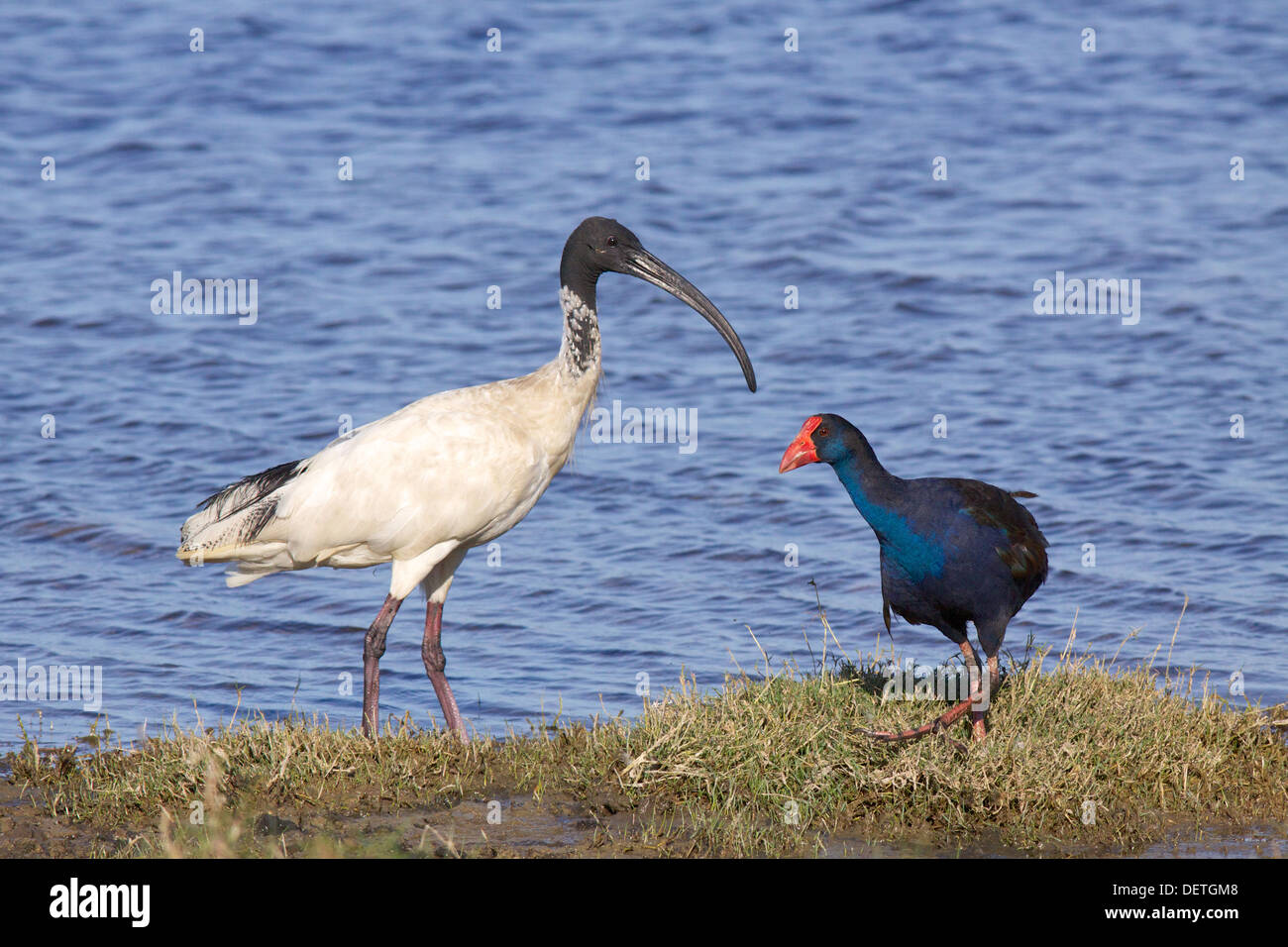 An Australian White Ibis in close company with a Purple Swamphen at ...
