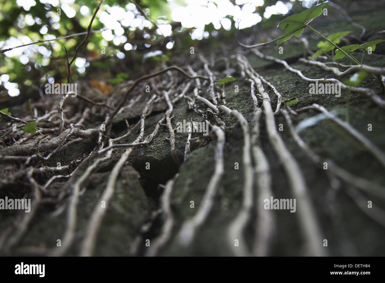 Root sucker hi-res stock photography and images - Alamy