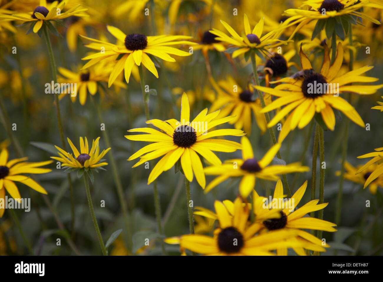 Button like flowers hi-res stock photography and images - Alamy