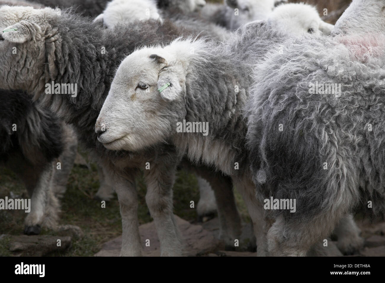 Woolly grey sheep hi-res stock photography and images - Alamy