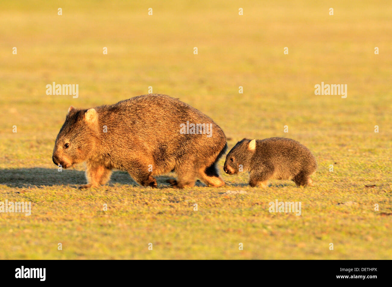 Common Wombat Female and joey Vombatus ursinus Photographed in Tasmania ...