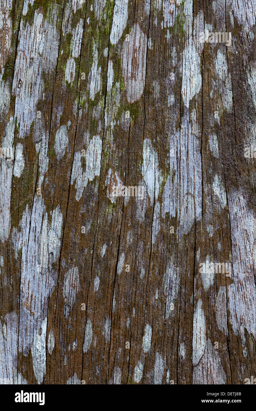 wood texture color shape volume line contrast background useful ...