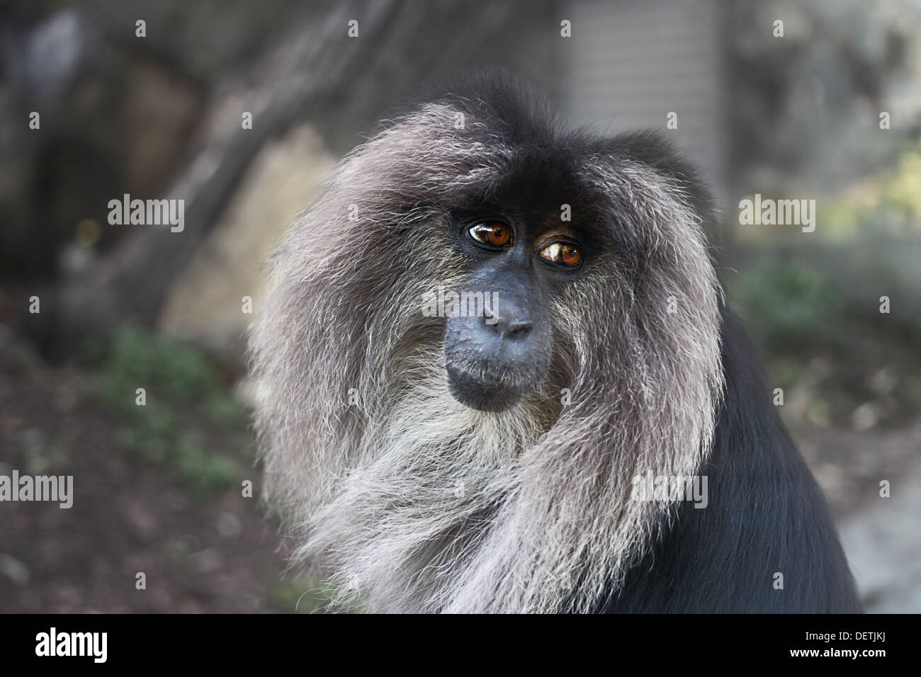 Lion maned macaque hi-res stock photography and images - Alamy