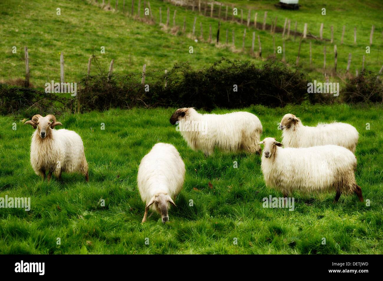 Five sheep sheep hi-res stock photography and images - Alamy