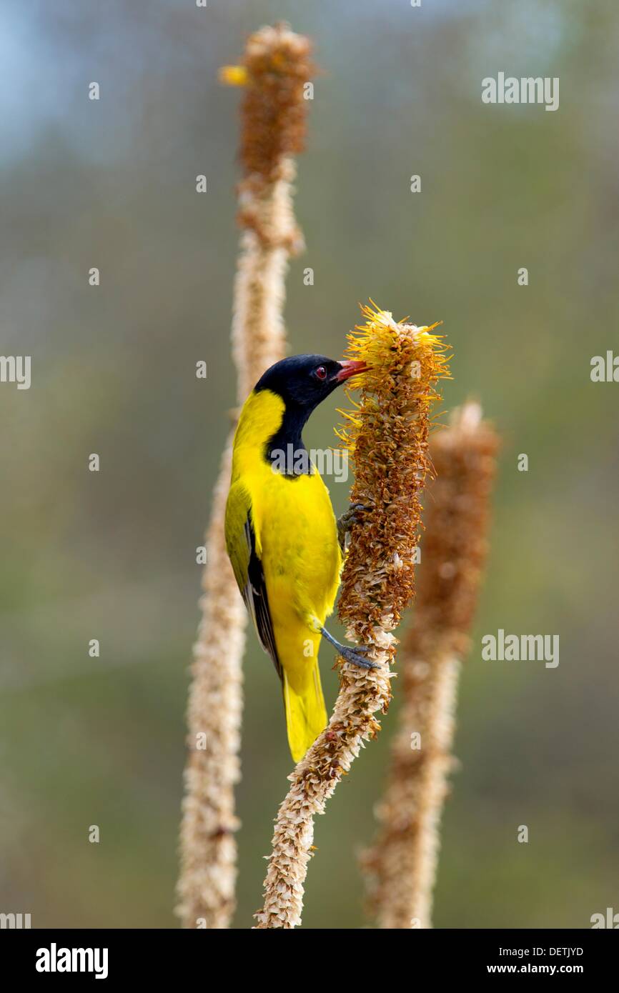 African oriole hi-res stock photography and images - Alamy