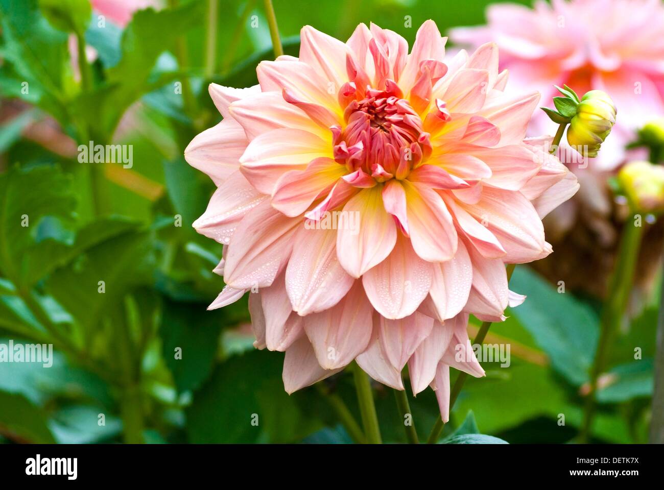 Fairway pilot dahlia hi-res stock photography and images - Alamy