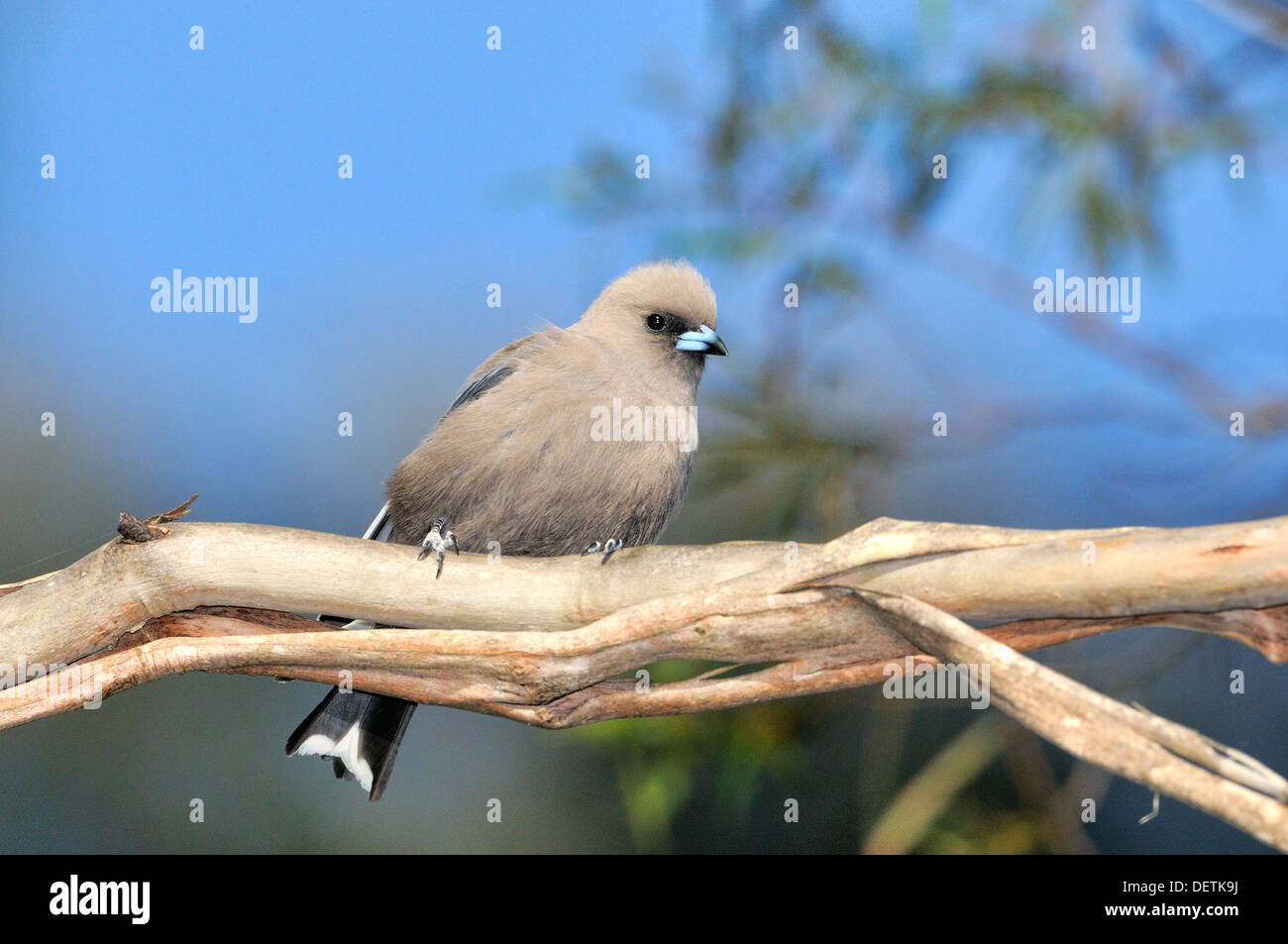 Dusky Woodswallow Artamus cyanopterus Adult Photographed in Tasmania ...