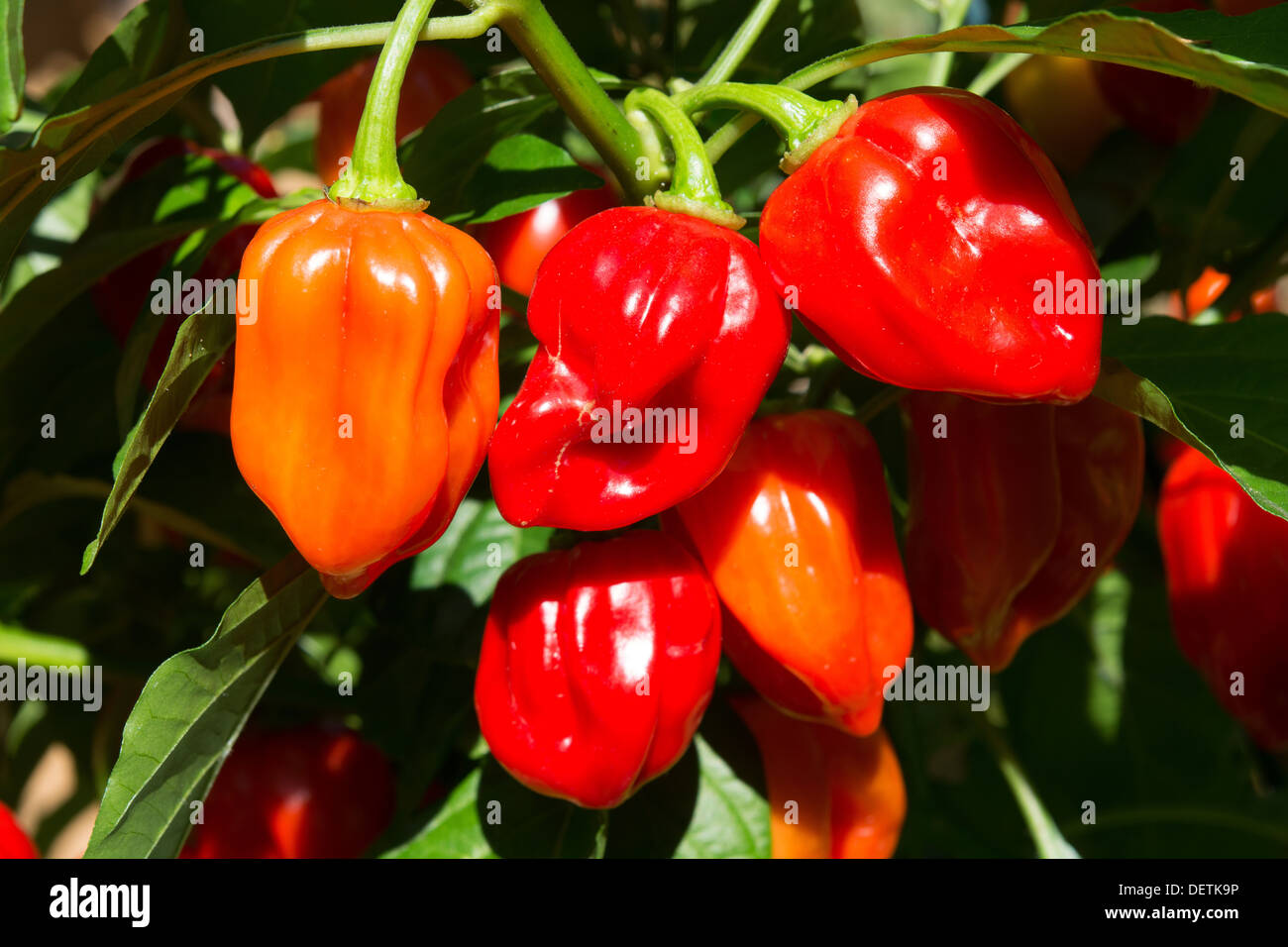 Scotch Bonnet chilli peppers (Capsicum chinense) ripening in the sun ...