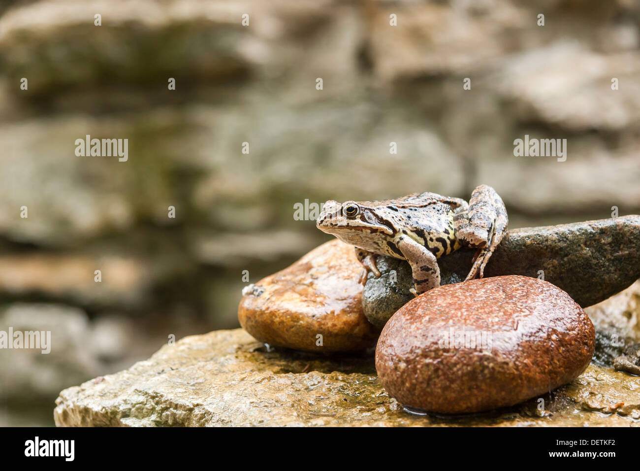 Big brown frog on a rock Stock Photo - Alamy