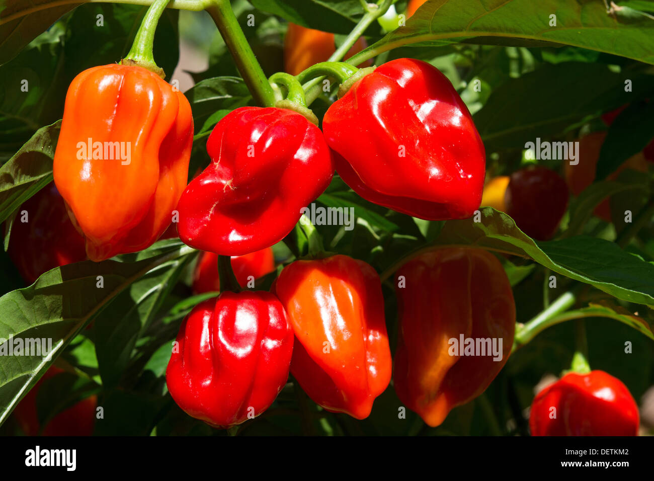 Scotch Bonnet chilli peppers (Capsicum chinense) ripening in the sun ...