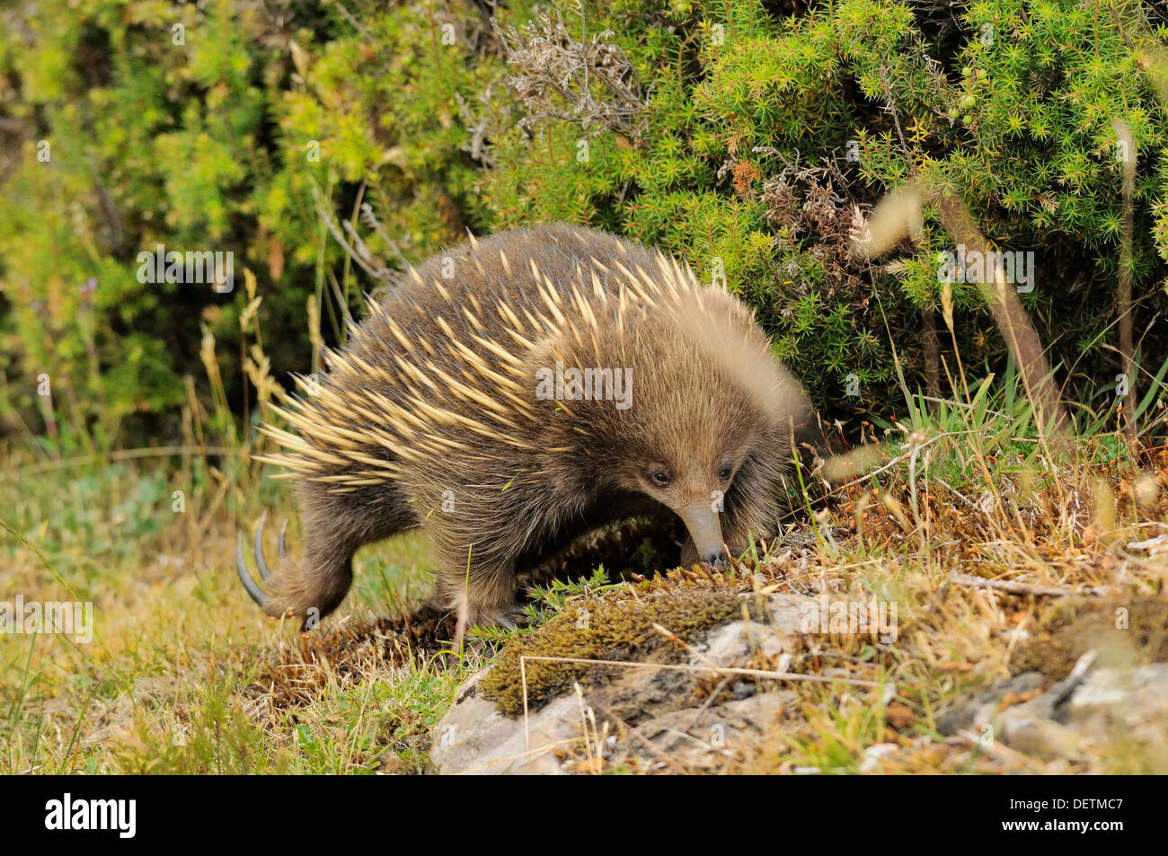 Echidna Tachyglossus aculeatus Photographed in Tasmania, Australia ...