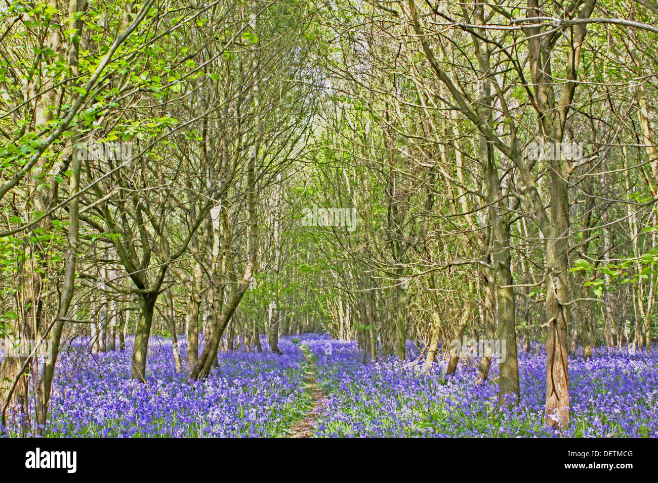 Path through Bluebell Woods Stock Photo - Alamy