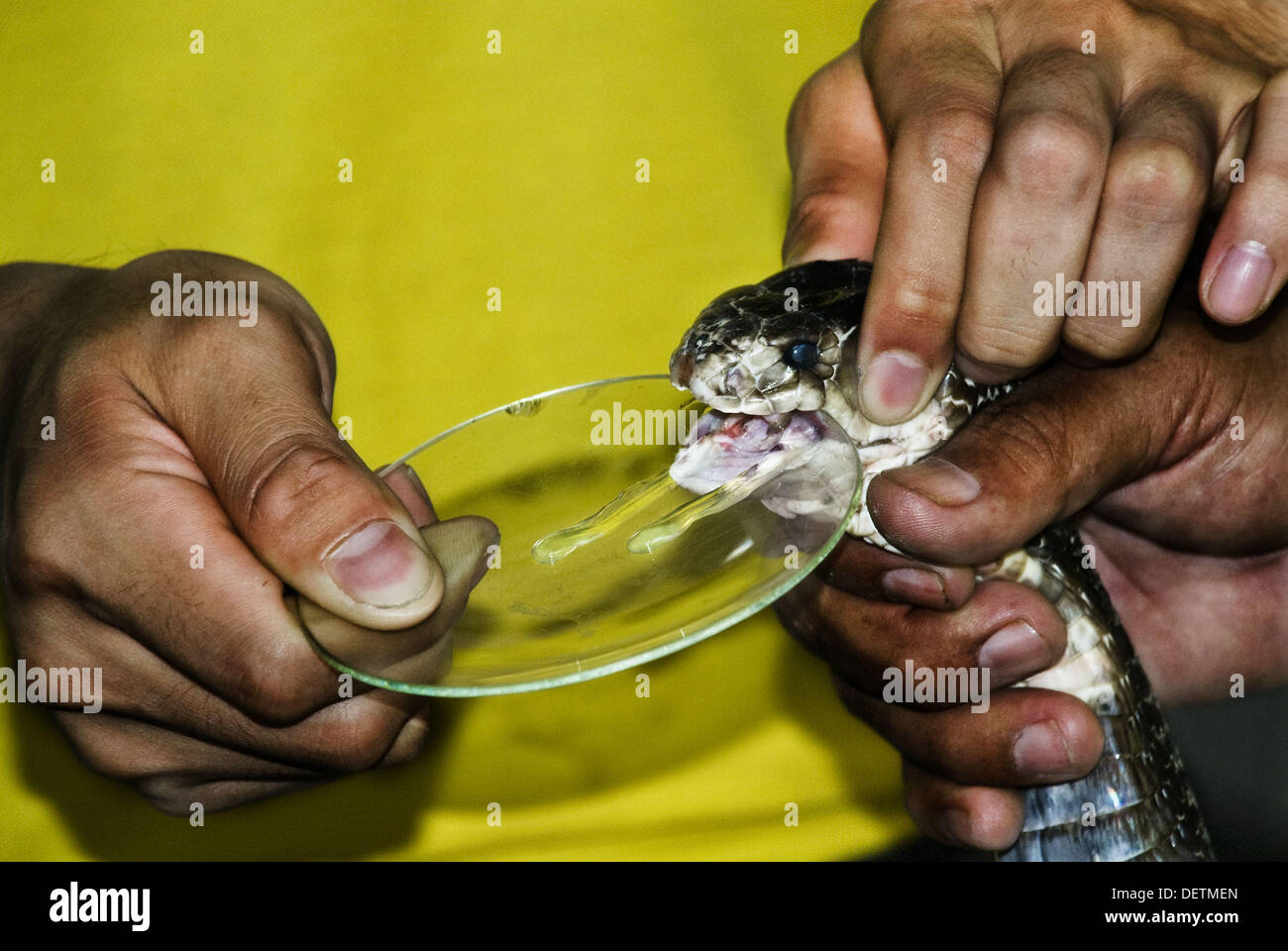 Venom extraction snake hi-res stock photography and images - Alamy