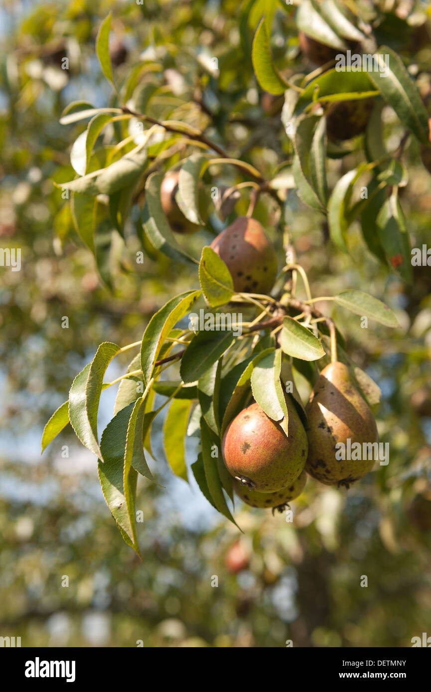 Pear tree container hi-res stock photography and images - Alamy
