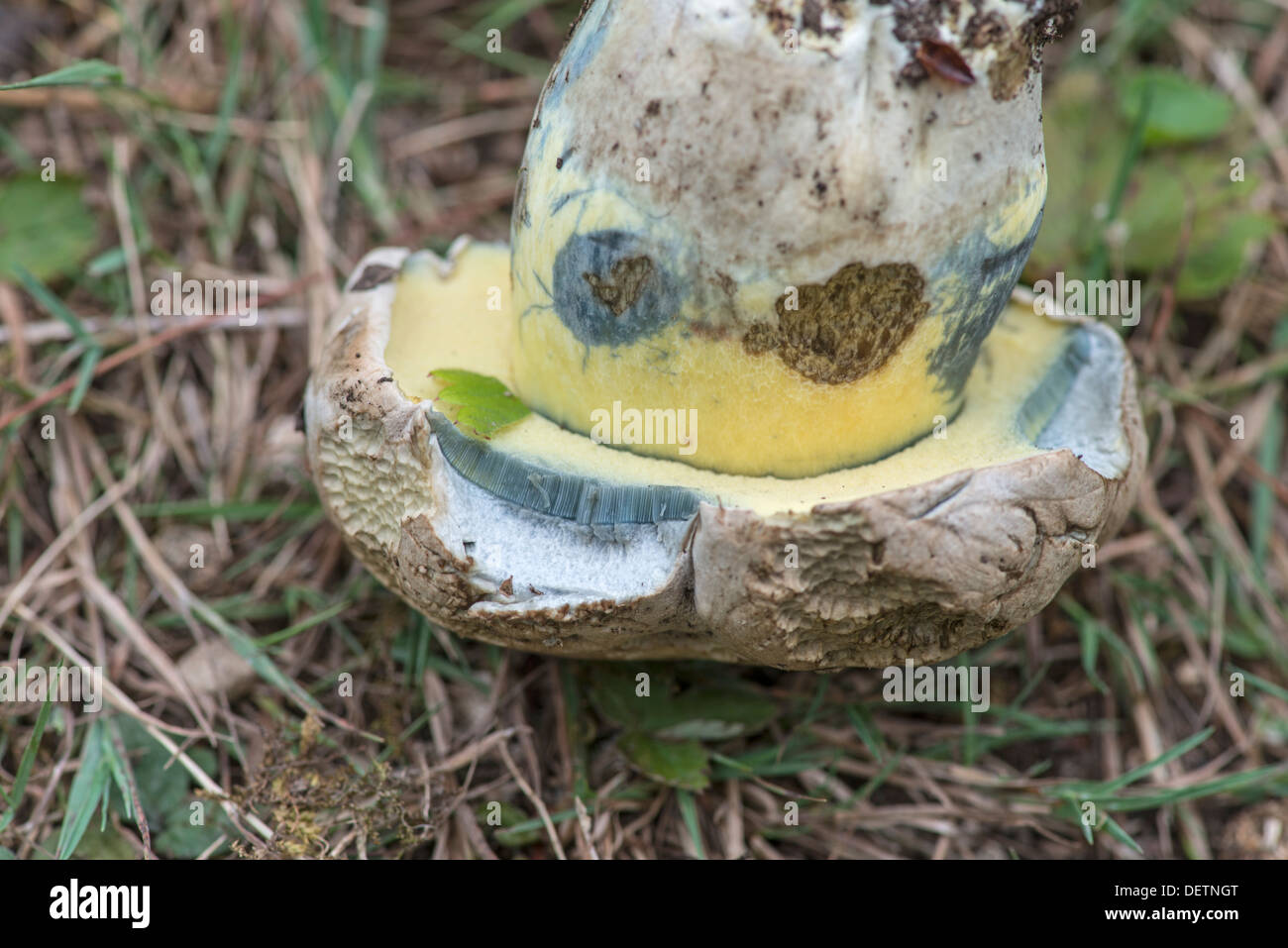 Rooting Bolete: Boletus radicans = B.albidus. Surrey, England. Showing ...