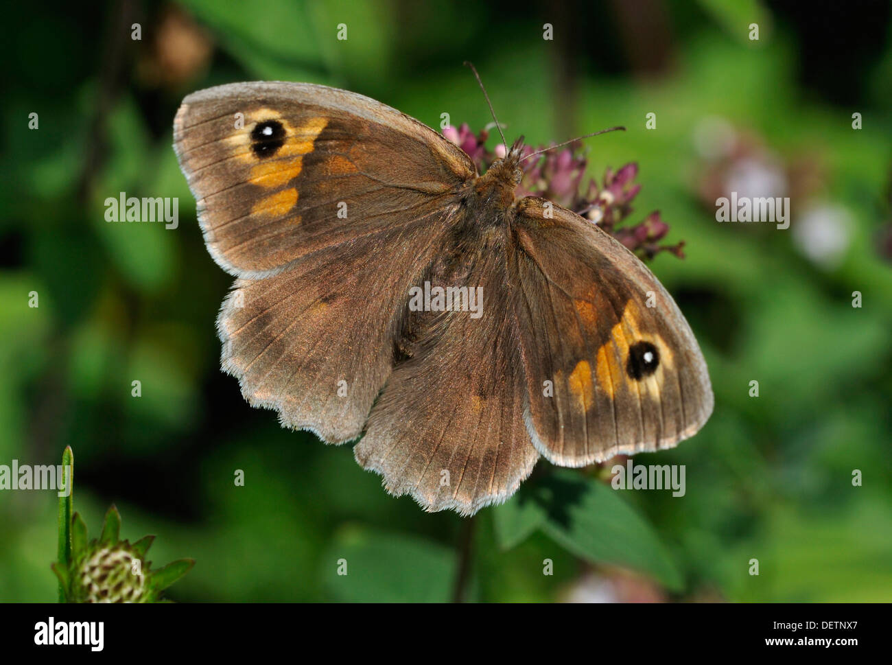 Meadow Brown Butterfly - Maniola jurtina Stock Photo - Alamy
