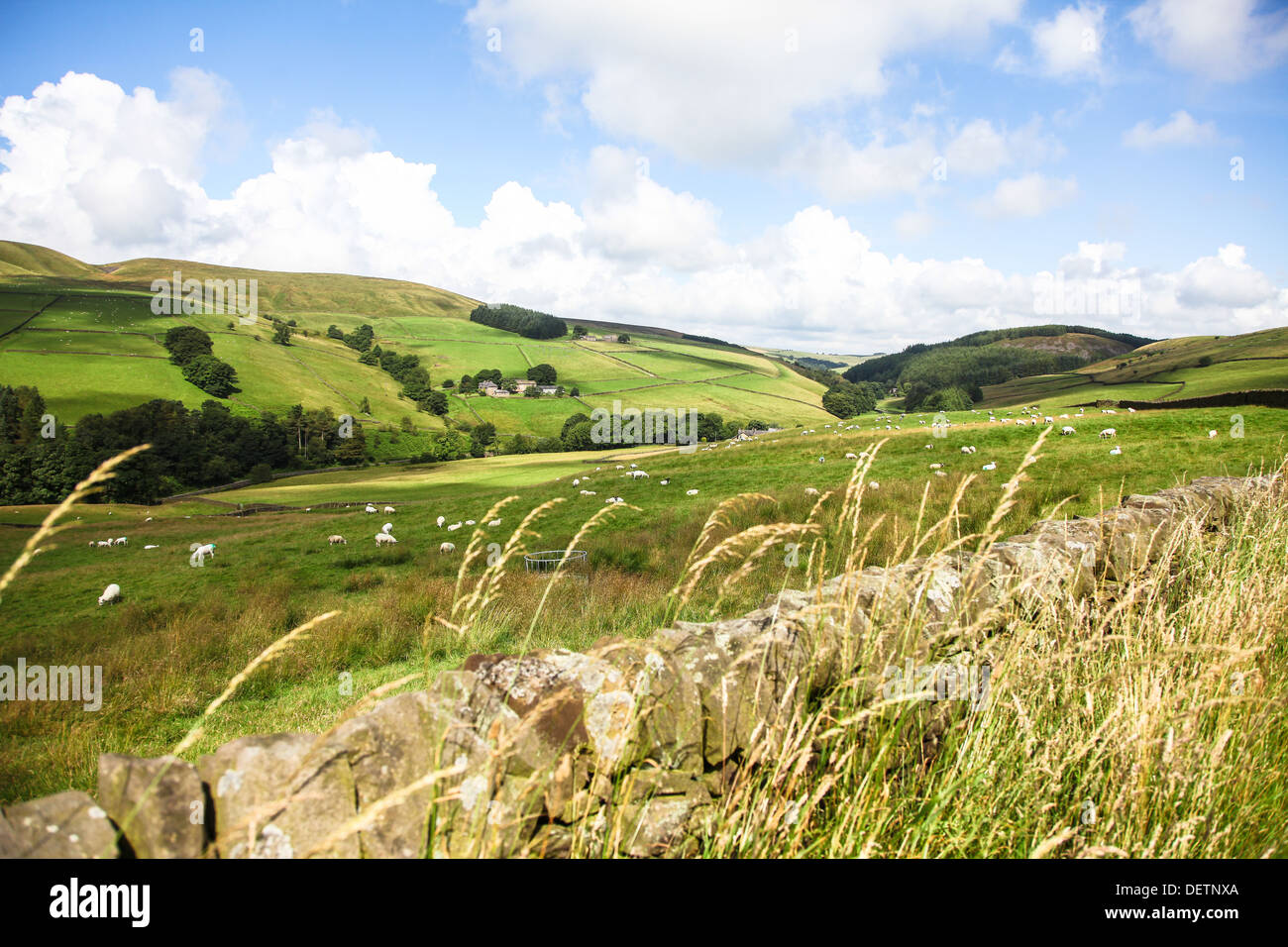 A remote farm below Shutlingsloe Hill with sheep grazing in the fields ...