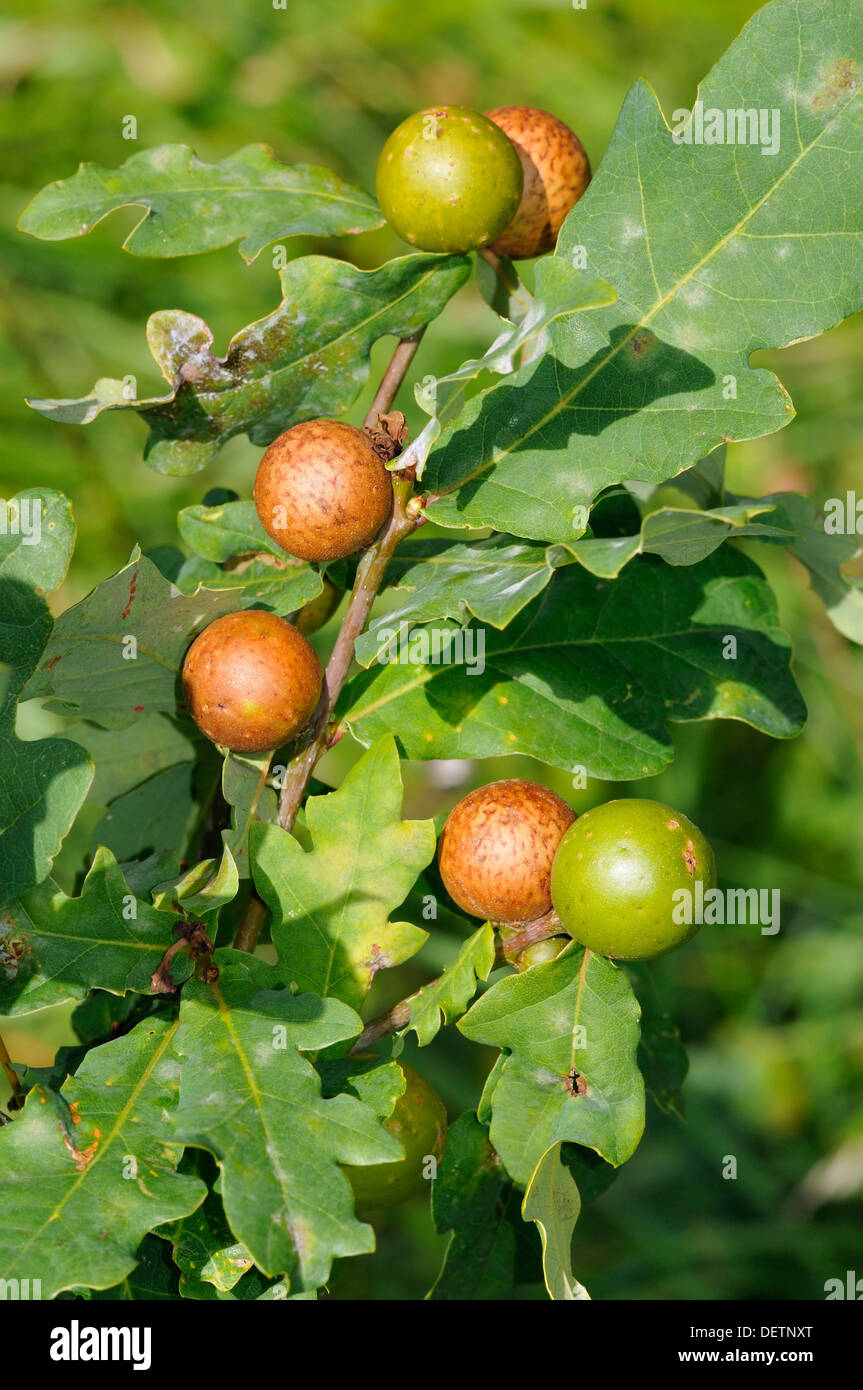 Marble Oak Galls on Pedunculate Oak Tree - Andricus kollari Stock Photo ...