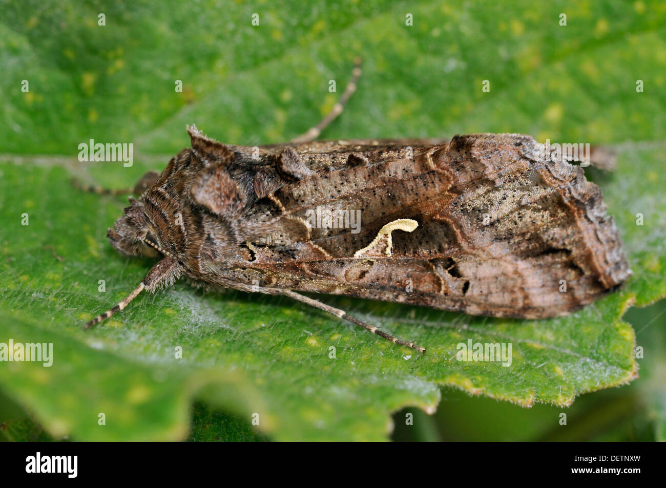 Silver y moth uk hi-res stock photography and images - Alamy