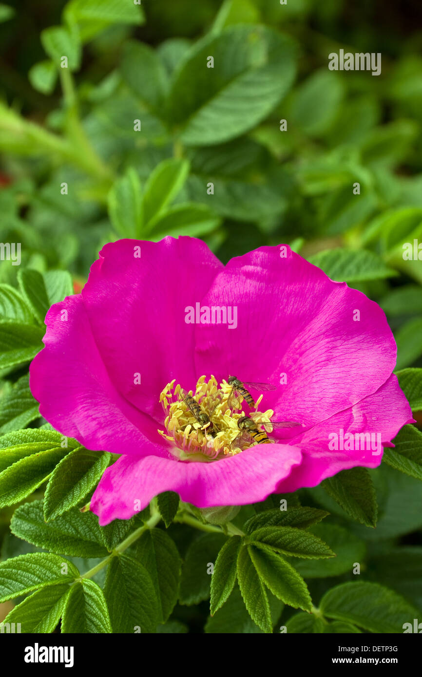 Flower brier hi-res stock photography and images - Alamy