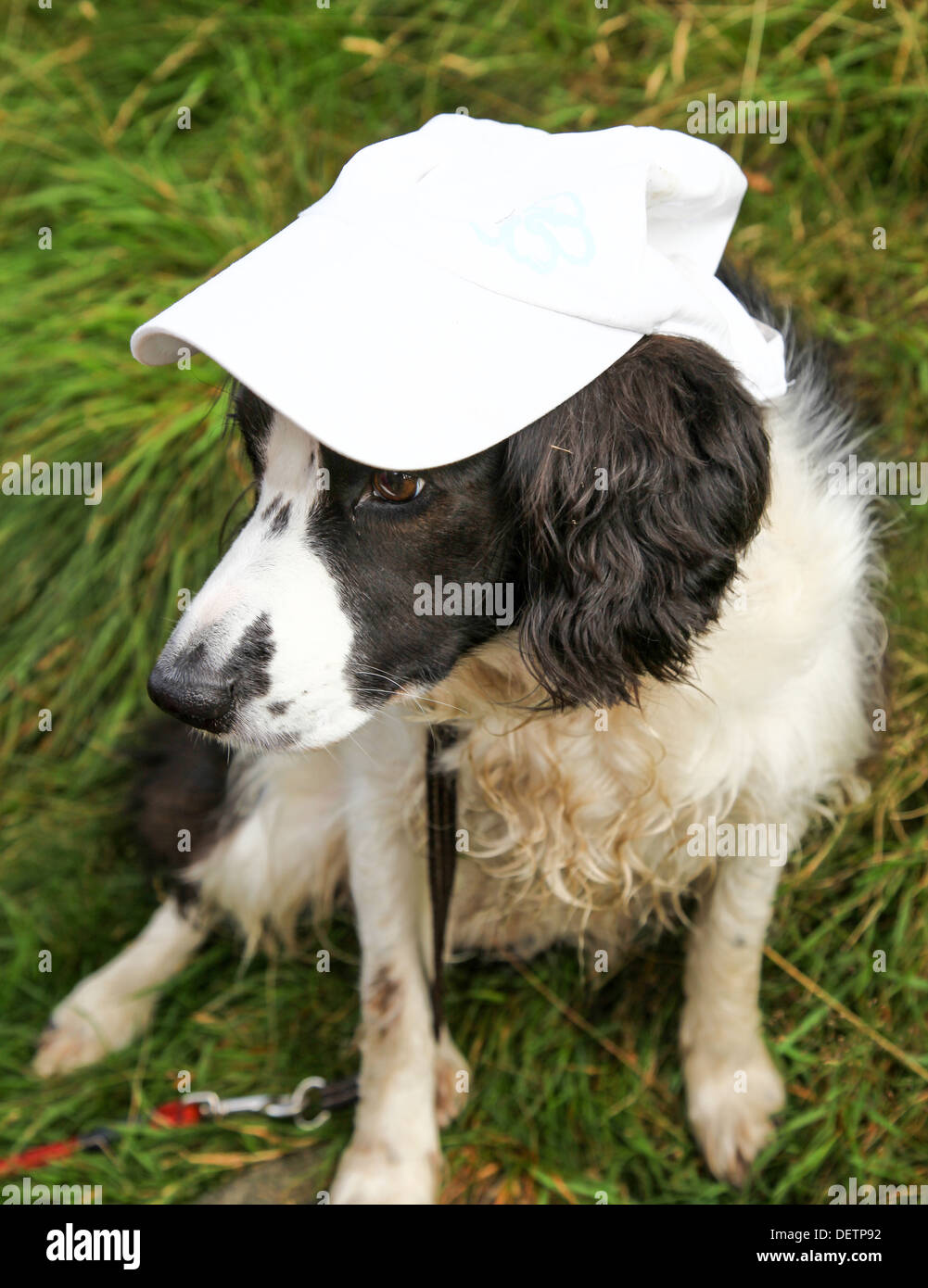 Black dog wearing cap hi-res stock photography and images - Alamy
