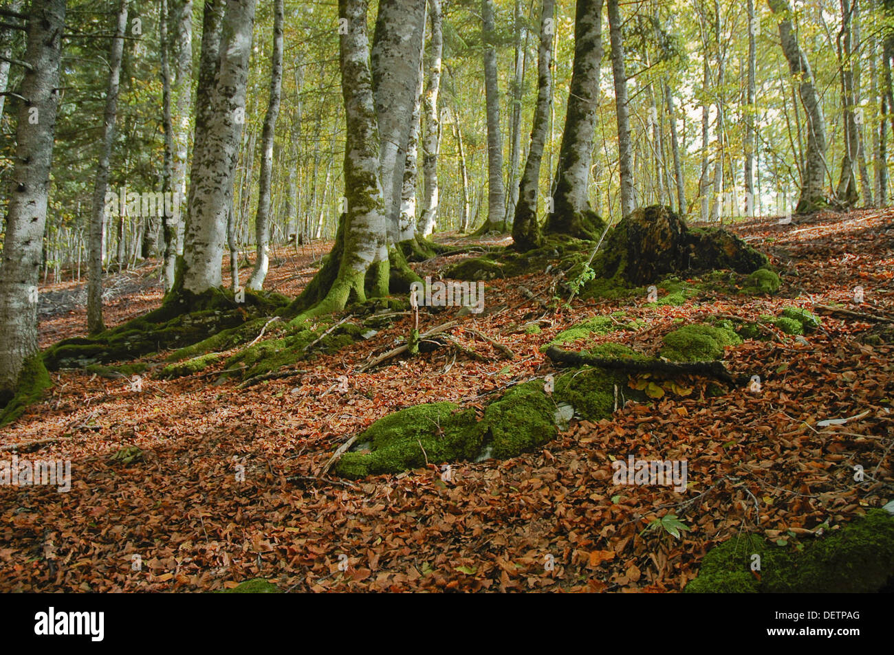 Bosque de irati hi-res stock photography and images - Alamy