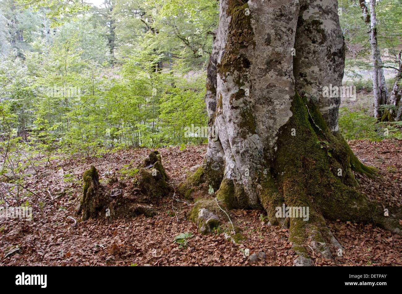 Ecosistema interior hi-res stock photography and images - Alamy