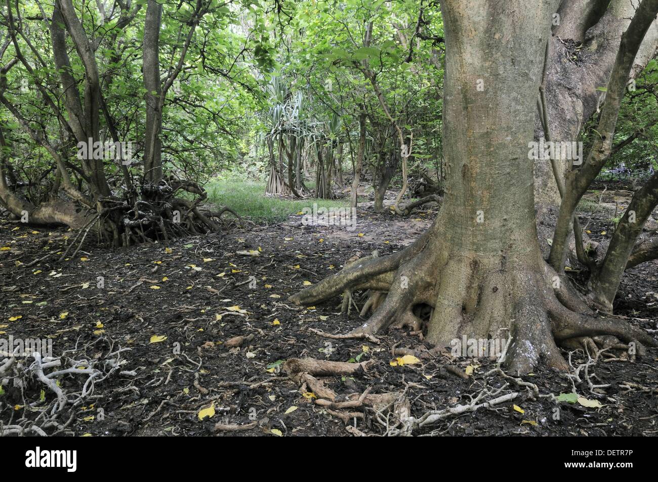 Pisonia tree hi-res stock photography and images - Alamy
