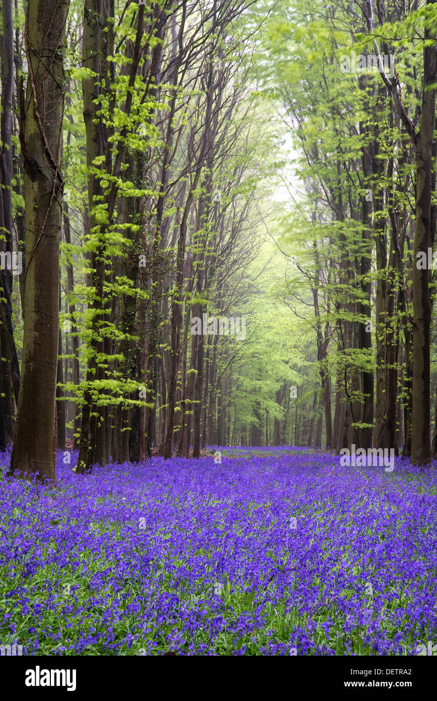 Beautiful carpet of bluebell flowers in Spring forest landscape Stock ...