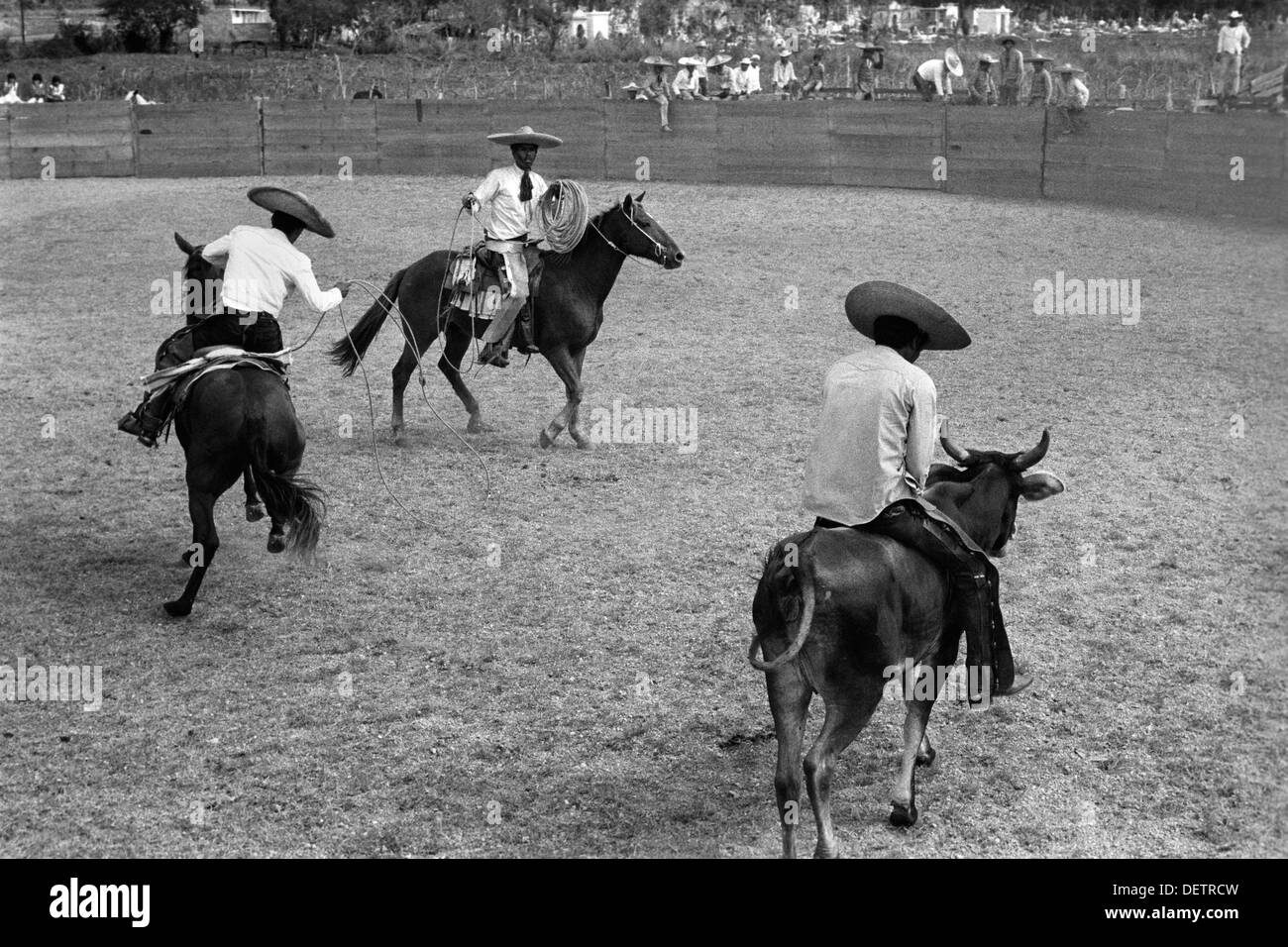 Rodeo Mexico 1970s Charreada. Cowboy known as Charro riding a bull also ...