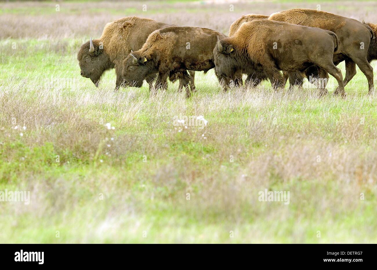 Bisons graze on a sunny meadow in the warm autumn sun on a farm estate ...