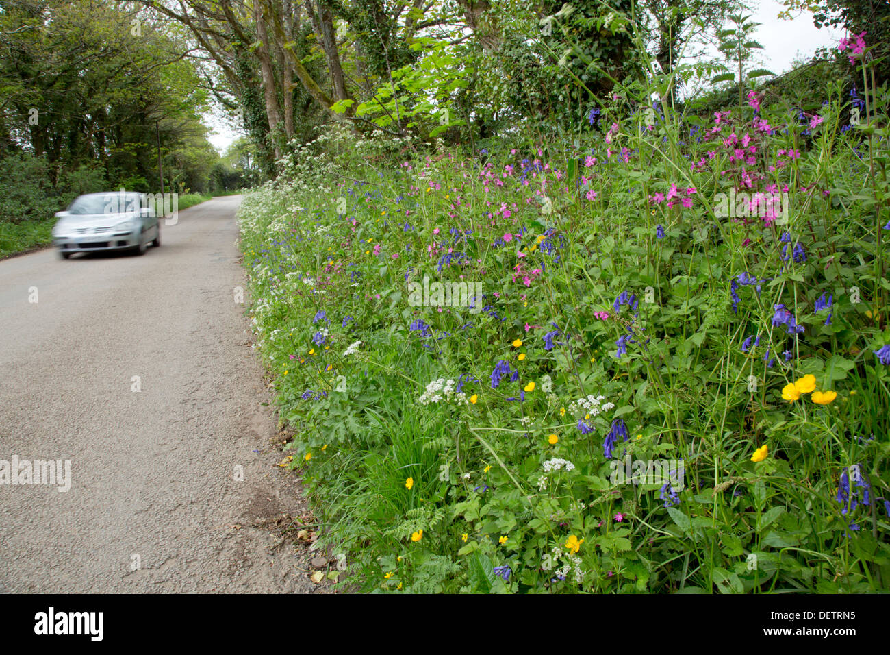 Roadside botany hi-res stock photography and images - Alamy
