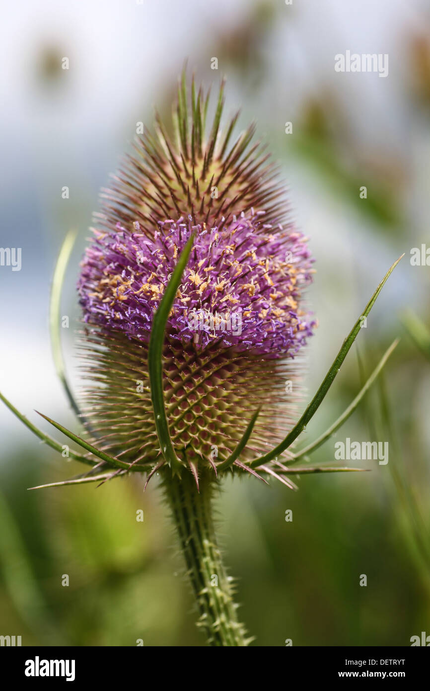 The flowering head of a Dipsacus fullonum or common or wild Teasel ...
