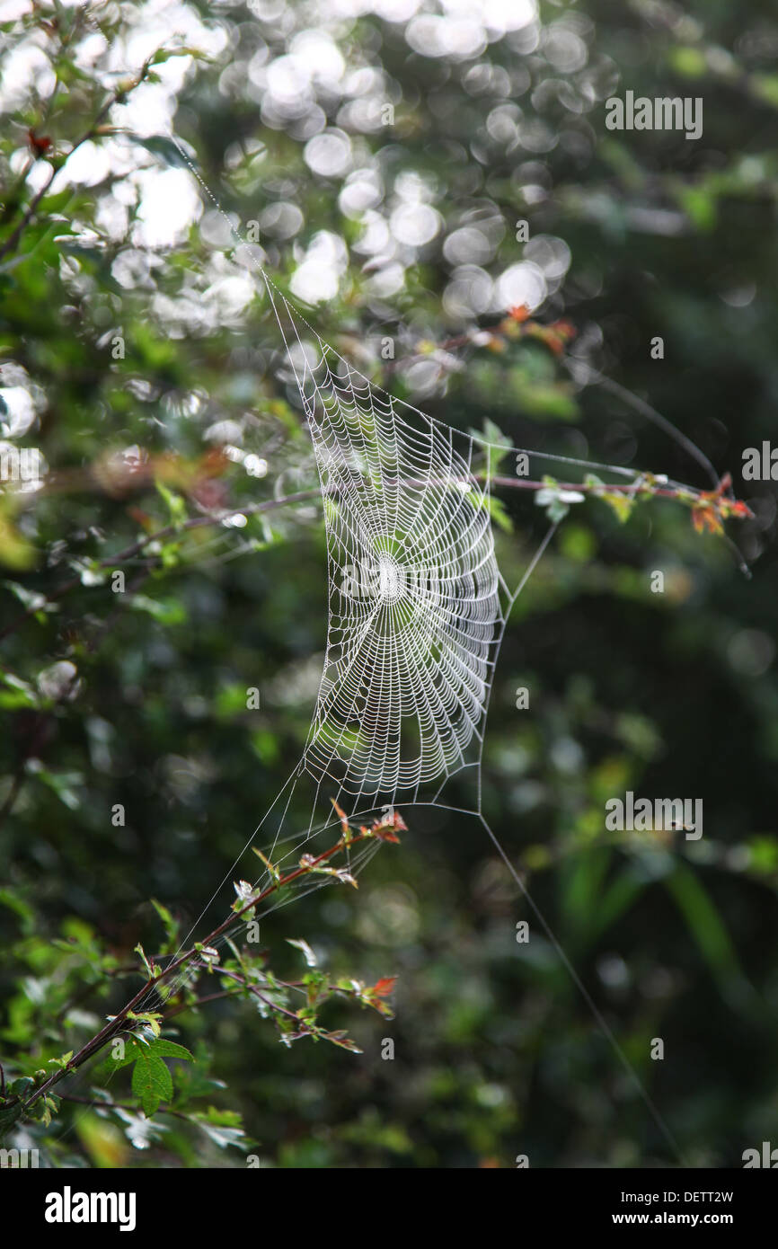 Spider making web threads hi-res stock photography and images - Alamy