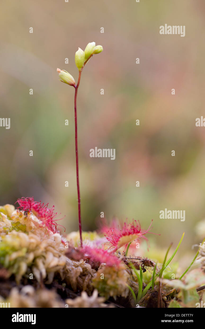 Round Leaved Sundew; Drosera rotundifolia; Flower; UK Stock Photo - Alamy
