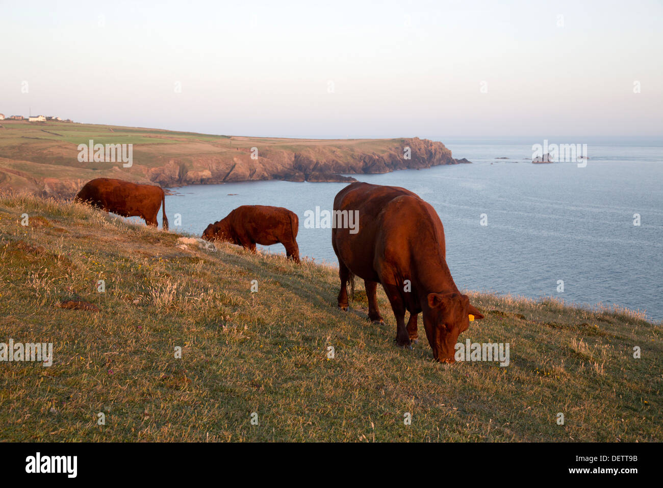 Ruby Red Cattle; Kynance Cove; Cornwall; UK Stock Photo - Alamy