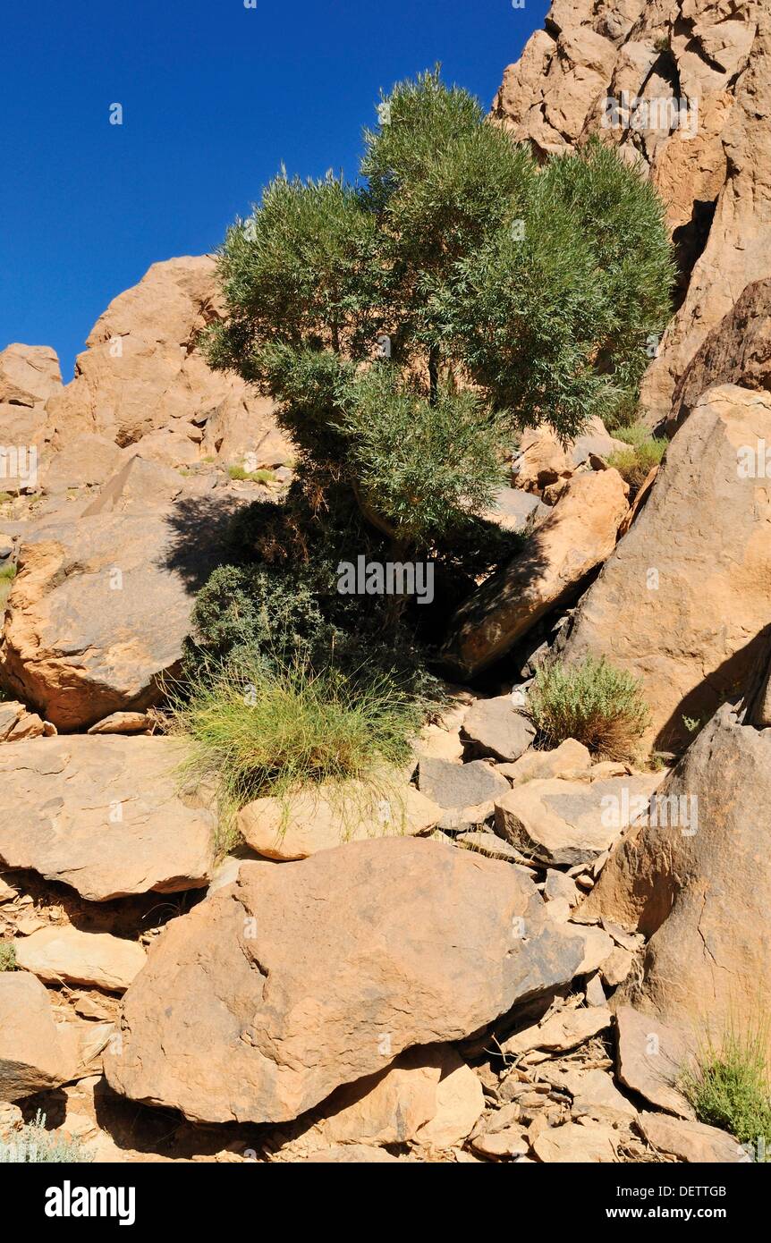 Desert olive tree hi-res stock photography and images - Alamy