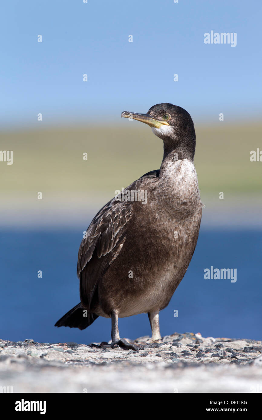 Shag Bird Uk Stock Photos & Shag Bird Uk Stock Images - Alamy