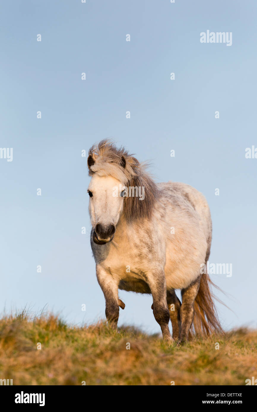 Shetland Pony; Shetland; UK Stock Photo - Alamy