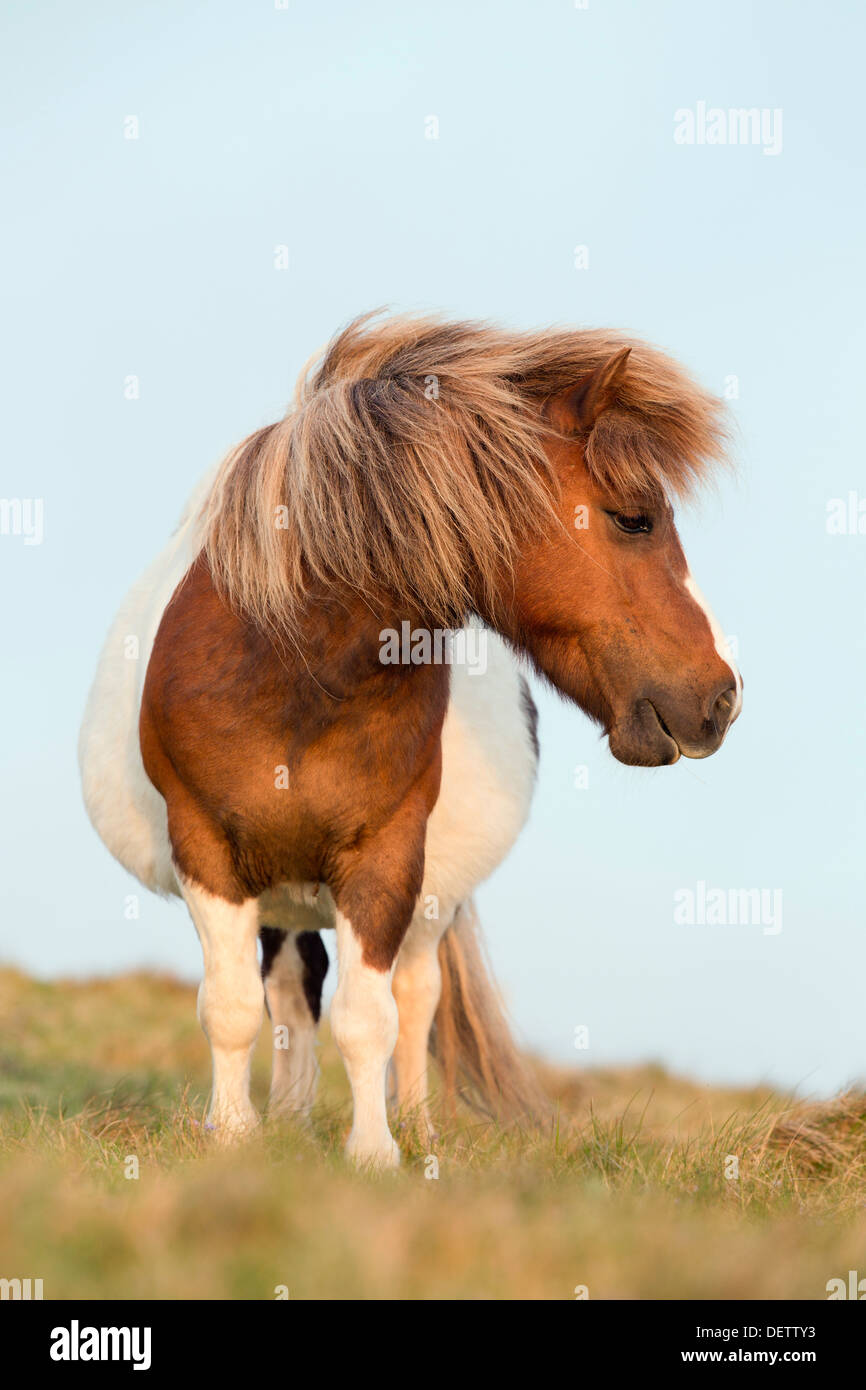 Shetland Pony; Shetland; UK Stock Photo - Alamy
