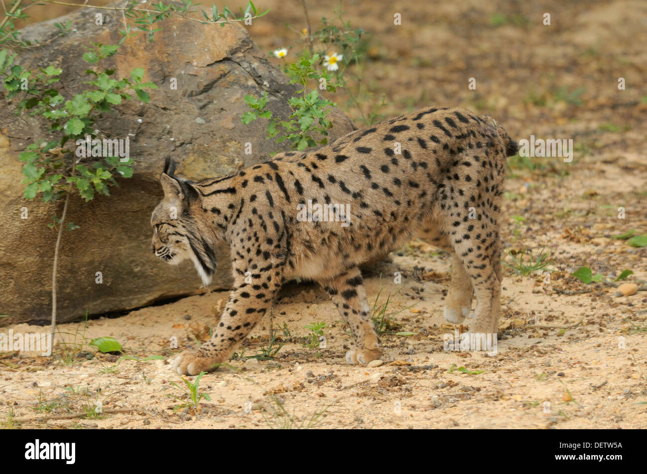 Iberian lynx lynx pardinus female hi-res stock photography and images ...