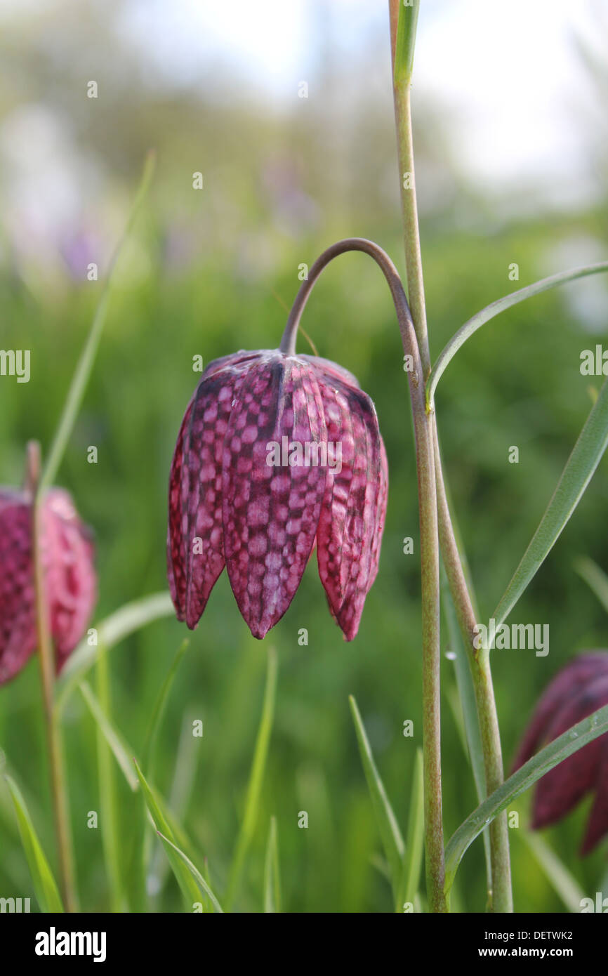 Checkered lily hi-res stock photography and images - Alamy