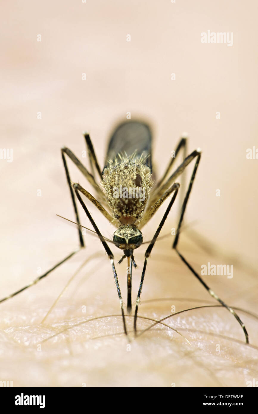 Mosquito bite close up feeding hi-res stock photography and images - Alamy