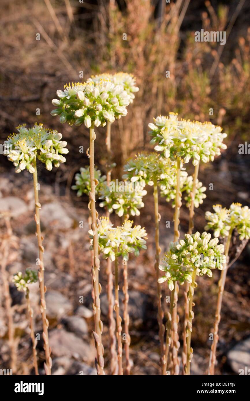 Algas river hi-res stock photography and images - Alamy