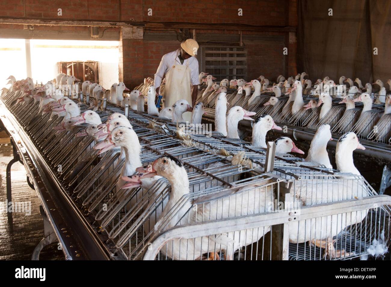 Duck Farm Foie Gras High Resolution Stock Photography and Images - Alamy