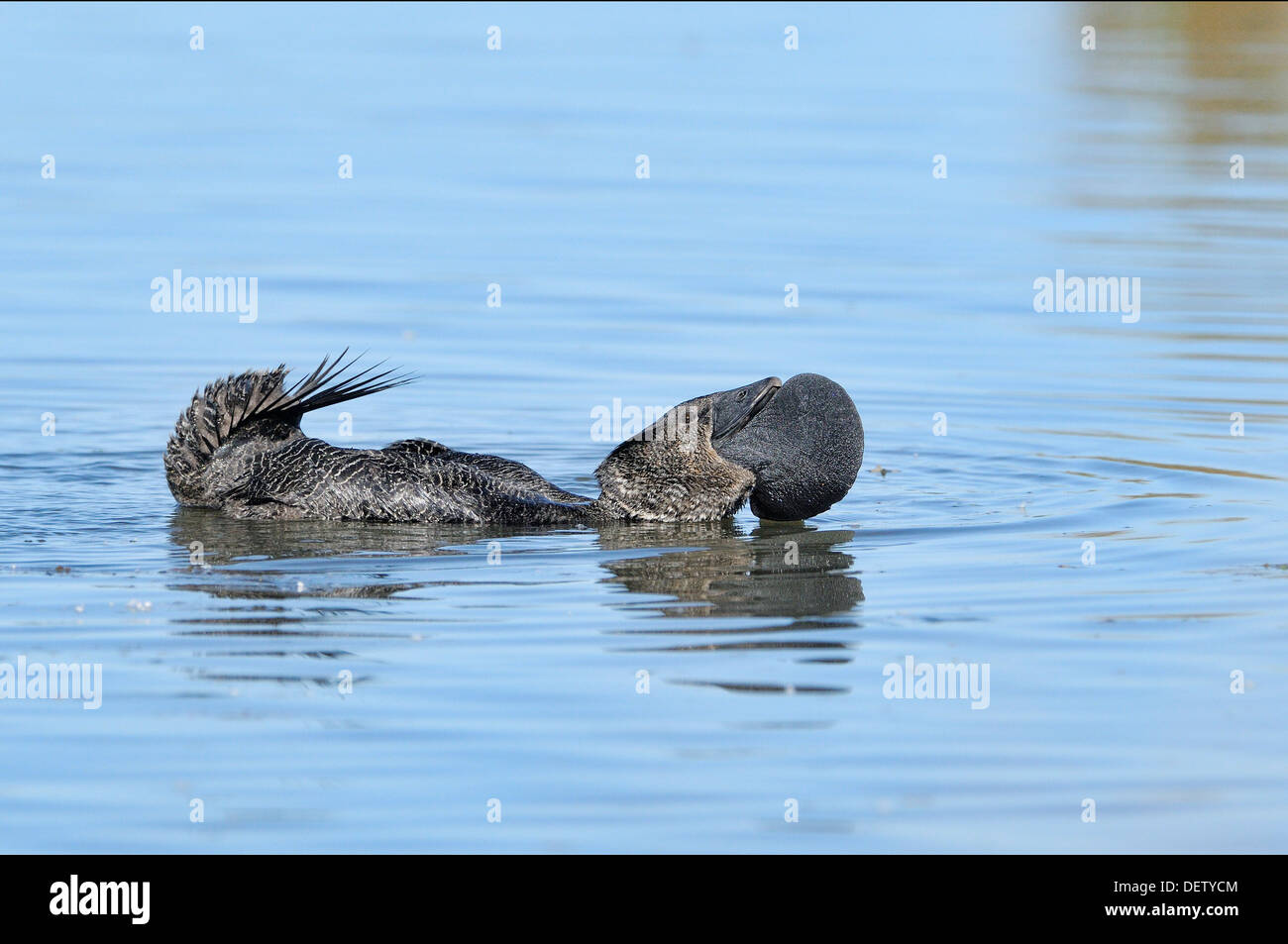 Musk Duck Biziura lobata Male displaying Photographed in Victoria ...