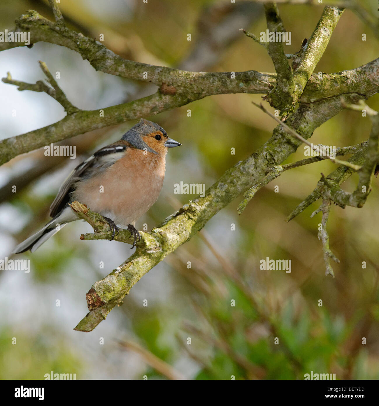 Welsh Garden birds Stock Photo - Alamy